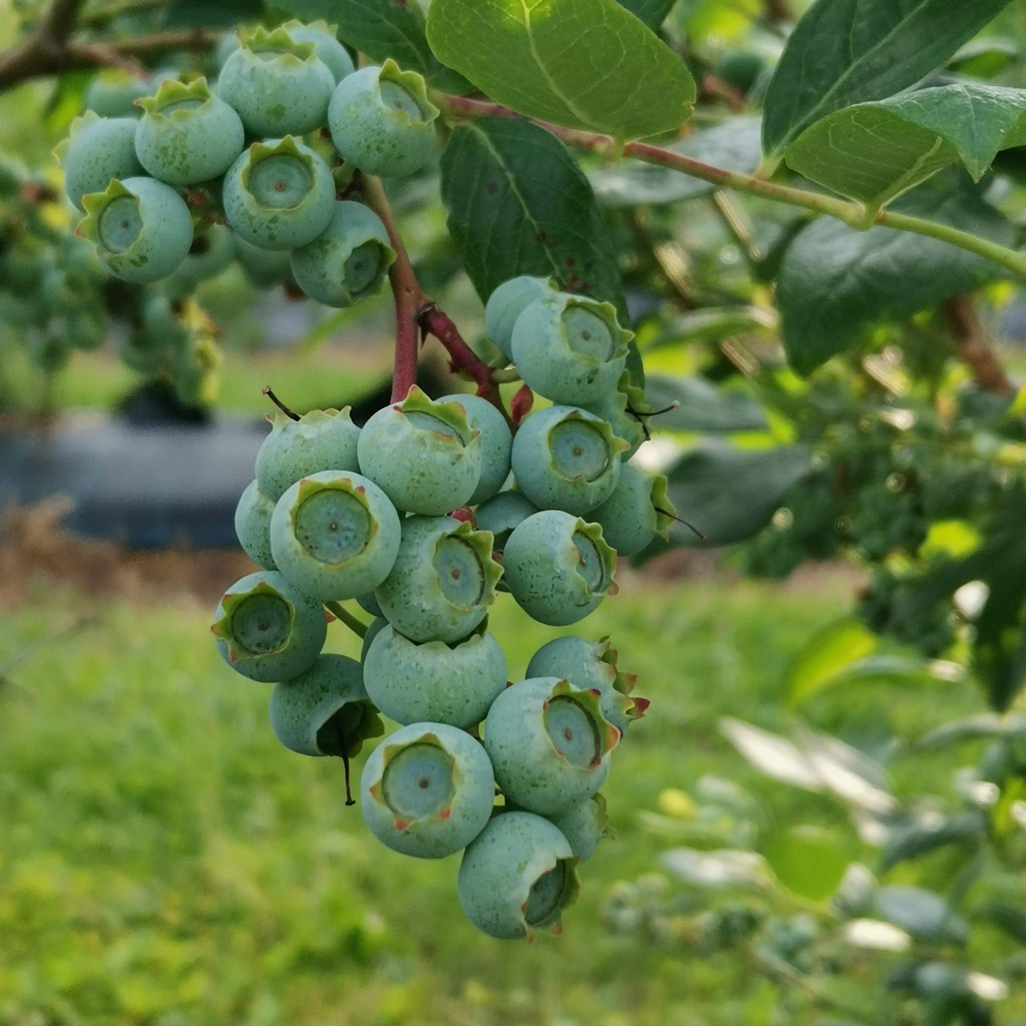 Příroda ví jak na to a dohání dlouhotrvající chladné jaro. - Farma borůvky